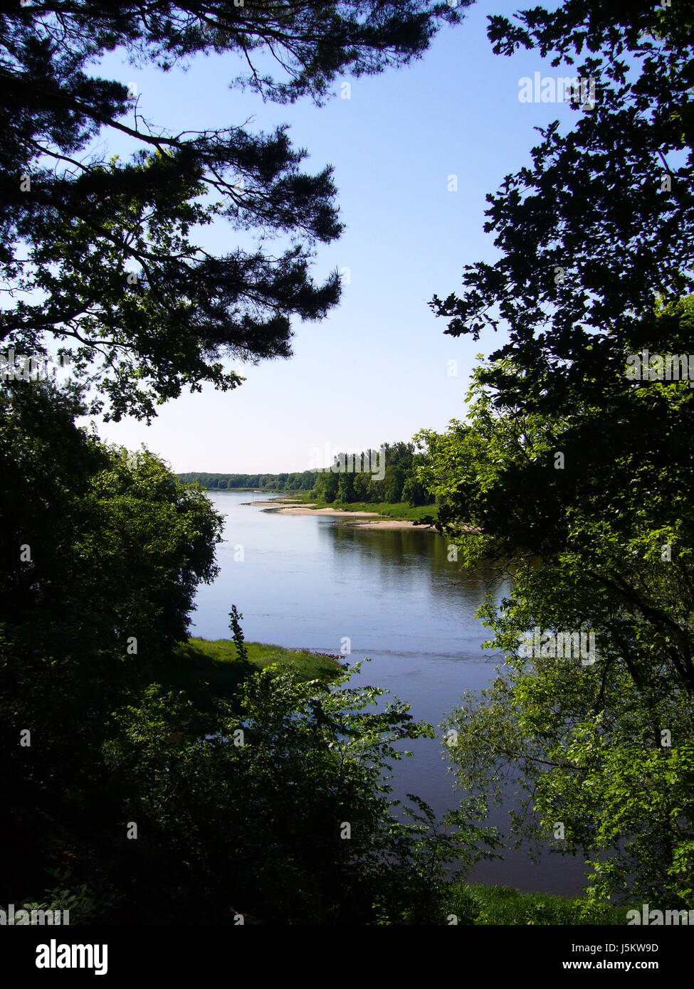 tree trees waters romantic evening elbe vertical execrated grown curse ...