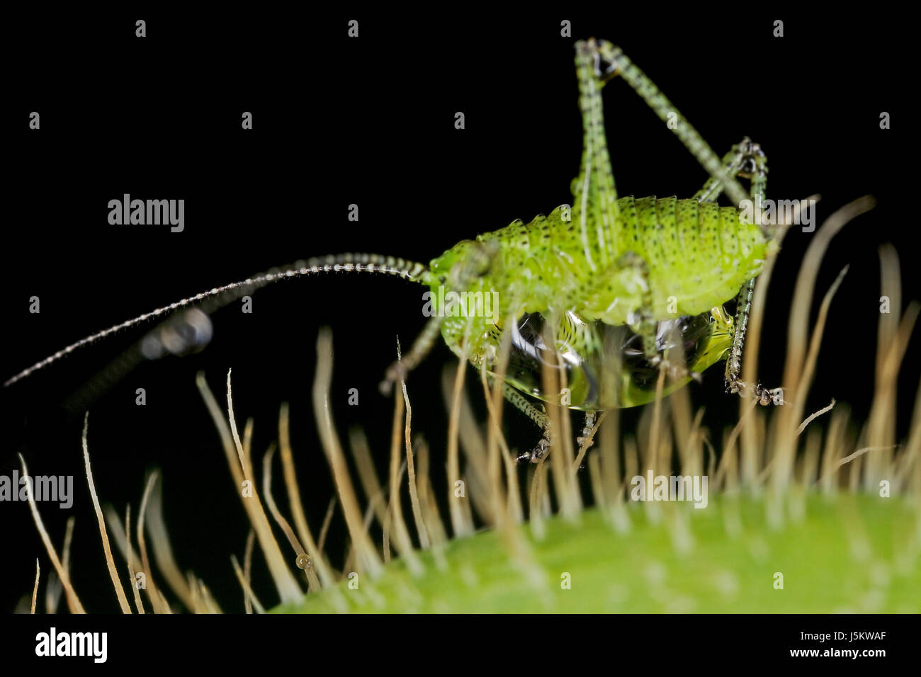 insect green raindrop poppy stalk stem water drop waterdrop water drop ...