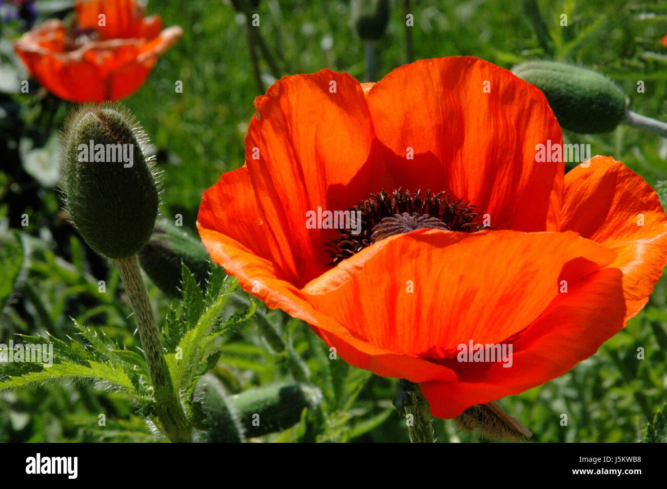 open and closed Stock Photo - Alamy