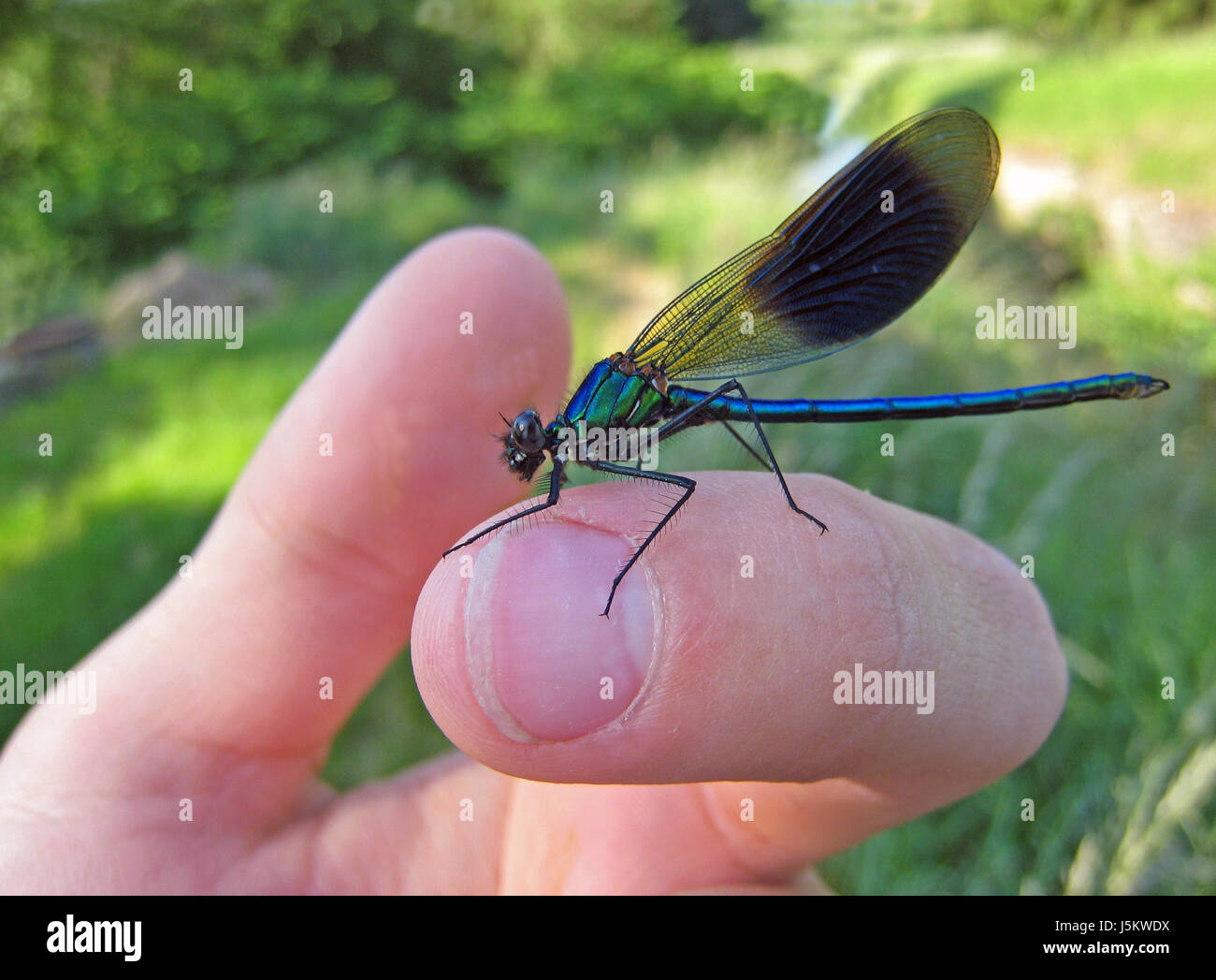 blue finger insect wing forefinger male pointer metallic gebndert ...