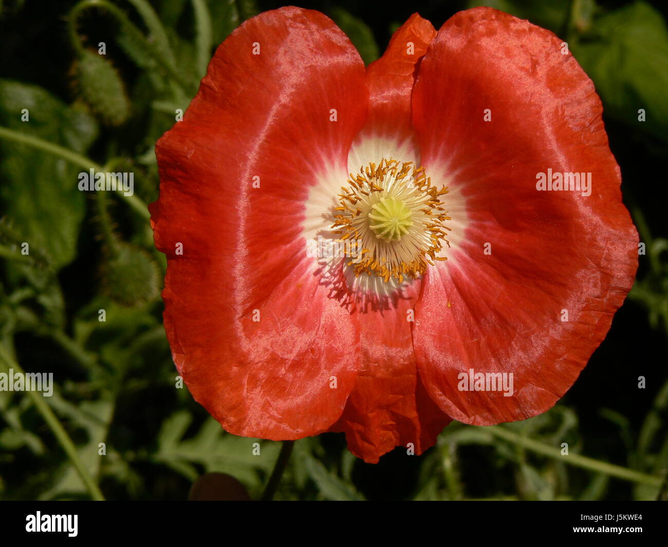 Masterstroke hi-res stock photography and images - Alamy