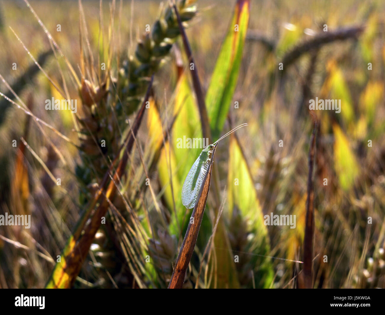 agrarian garden insects green animals agriculture farming field grain ...