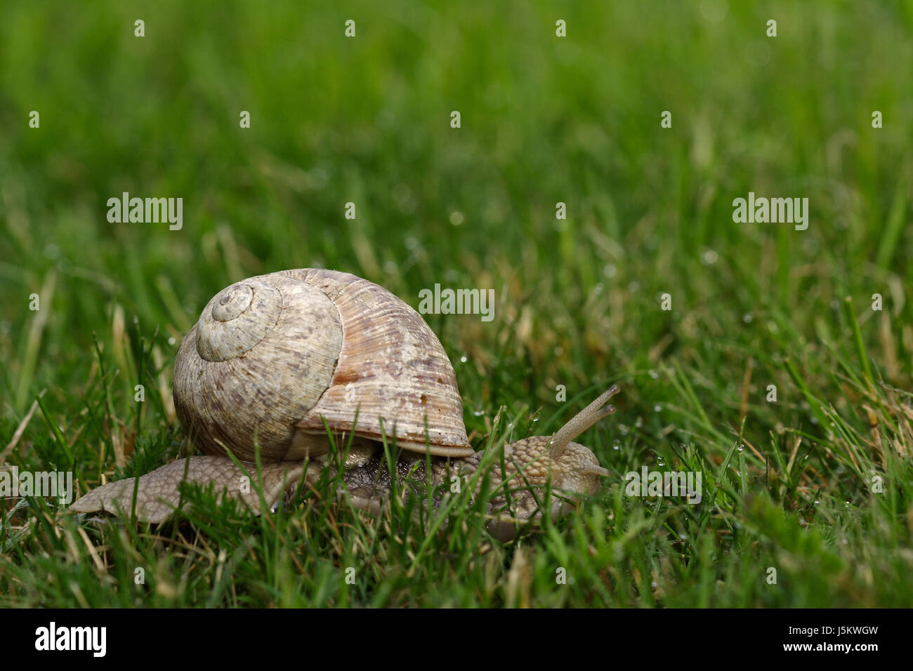 garden on the way snail mucous edible snail snail shell moist slippery ...