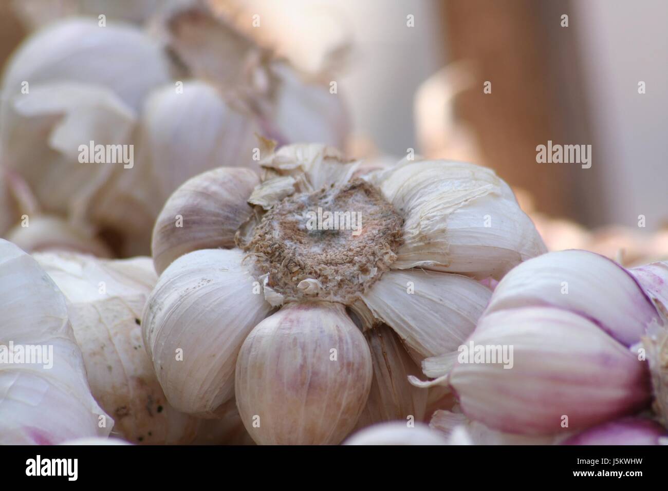 food aliment spice tuber garlic medicinal plant bulbous plant cultigen ...
