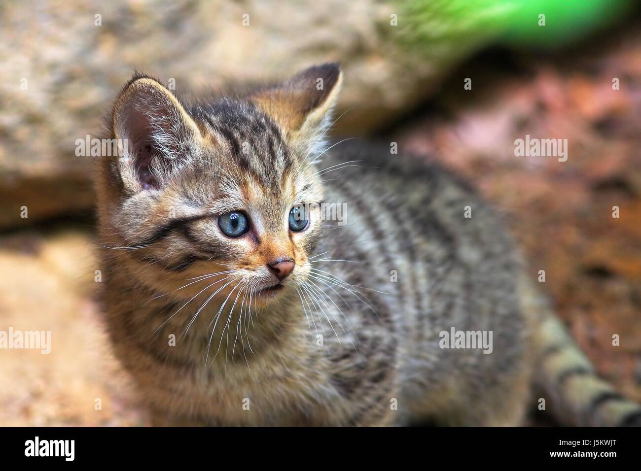 national park big cat feline predator eyes predator wildcat to hiss ...