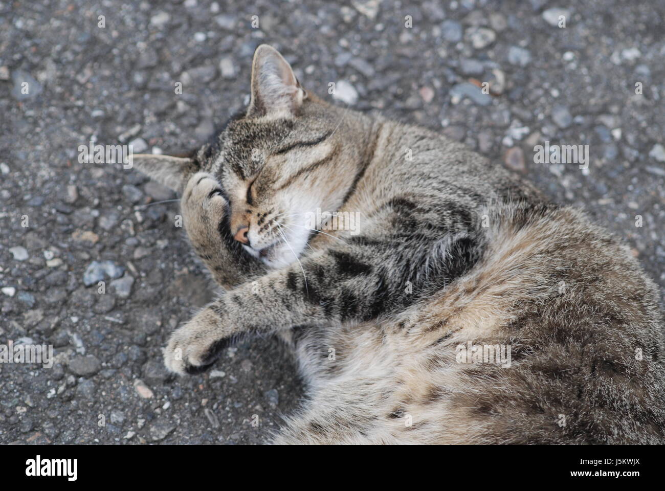 animal pet mammal playful skin oversleep tired funny paw design shaping ...