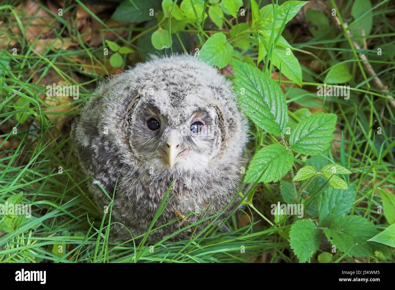 bird birds young animal owl chick flightless codger squabs bayerischer ...
