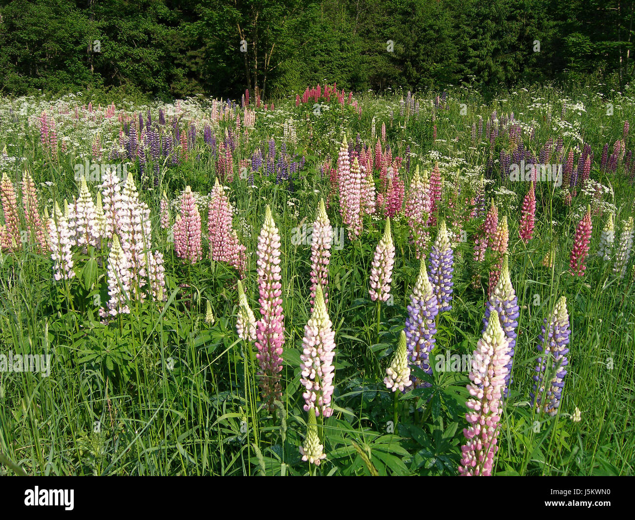 tree trees flower plant bloom blossom flourish flourishing flowers ...