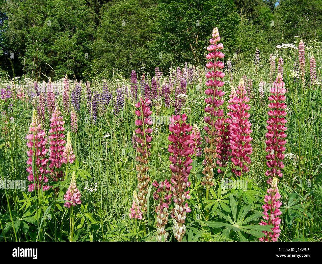 tree trees flower plant bloom blossom flourish flourishing coloured ...
