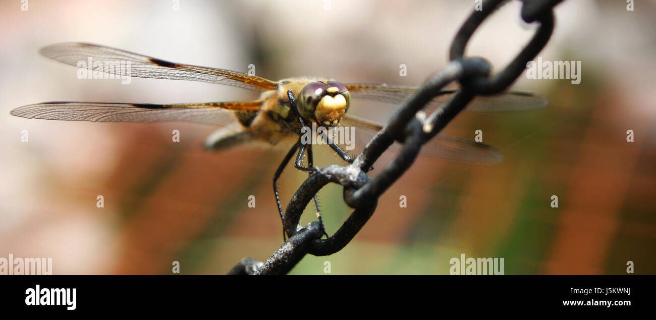 flight insect chain dragonfly dragonflies limbs limb chain link fly ...