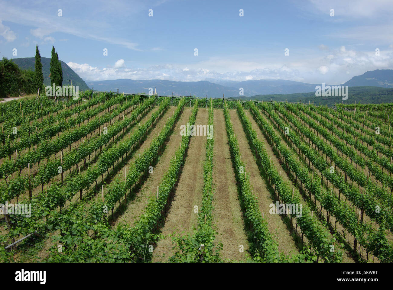 cultivation of wine vine grape vine grape-vine scenery countryside ...