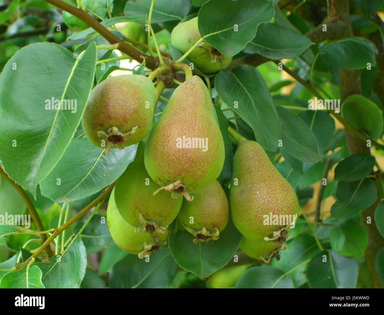 tree green progenies fruits freshness blossoms brandy reap pears grow ...