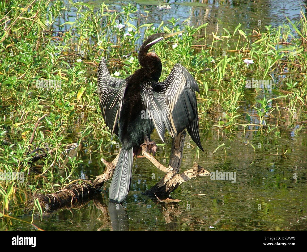 bird shine shines bright lucent light serene luminous sunny birds wing ...