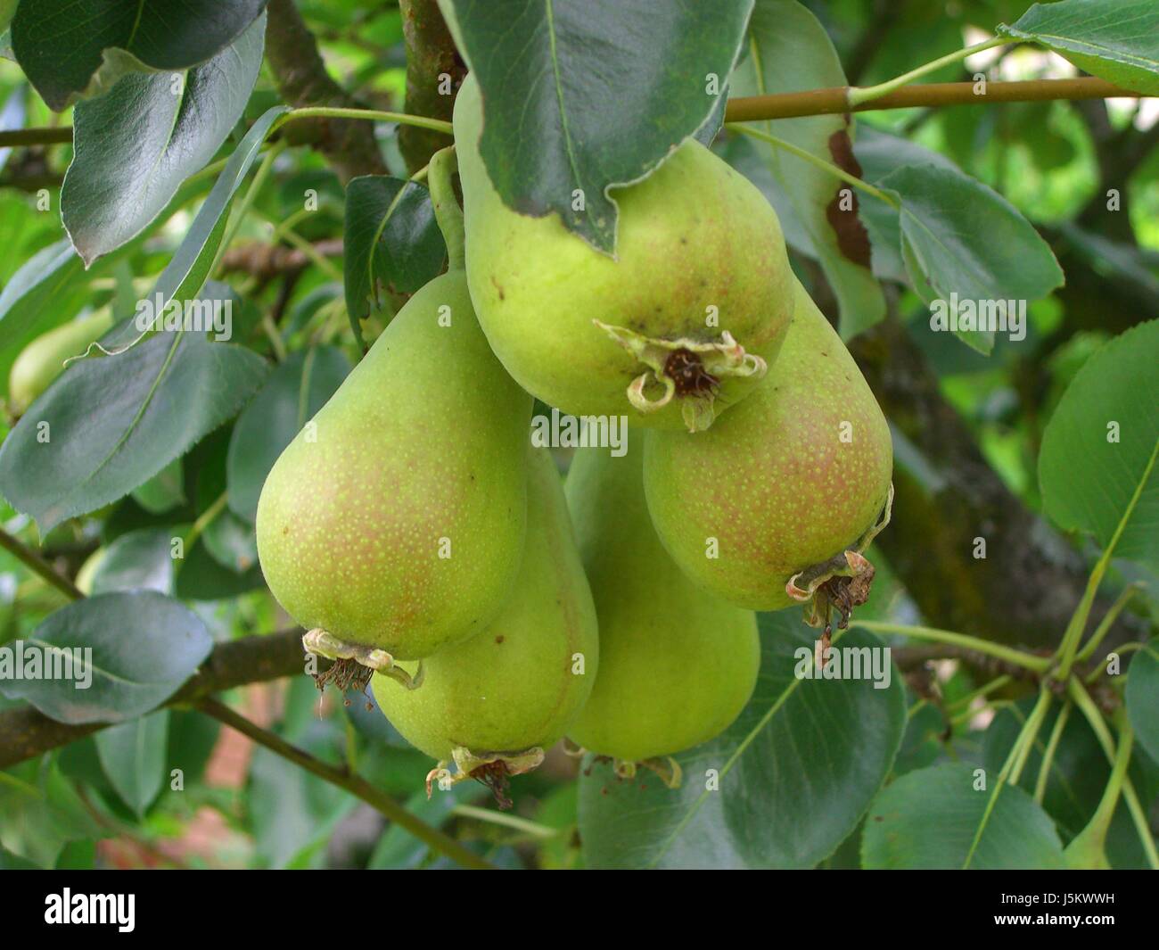 tree green progenies fruits freshness blossoms brandy reap pears grow ...