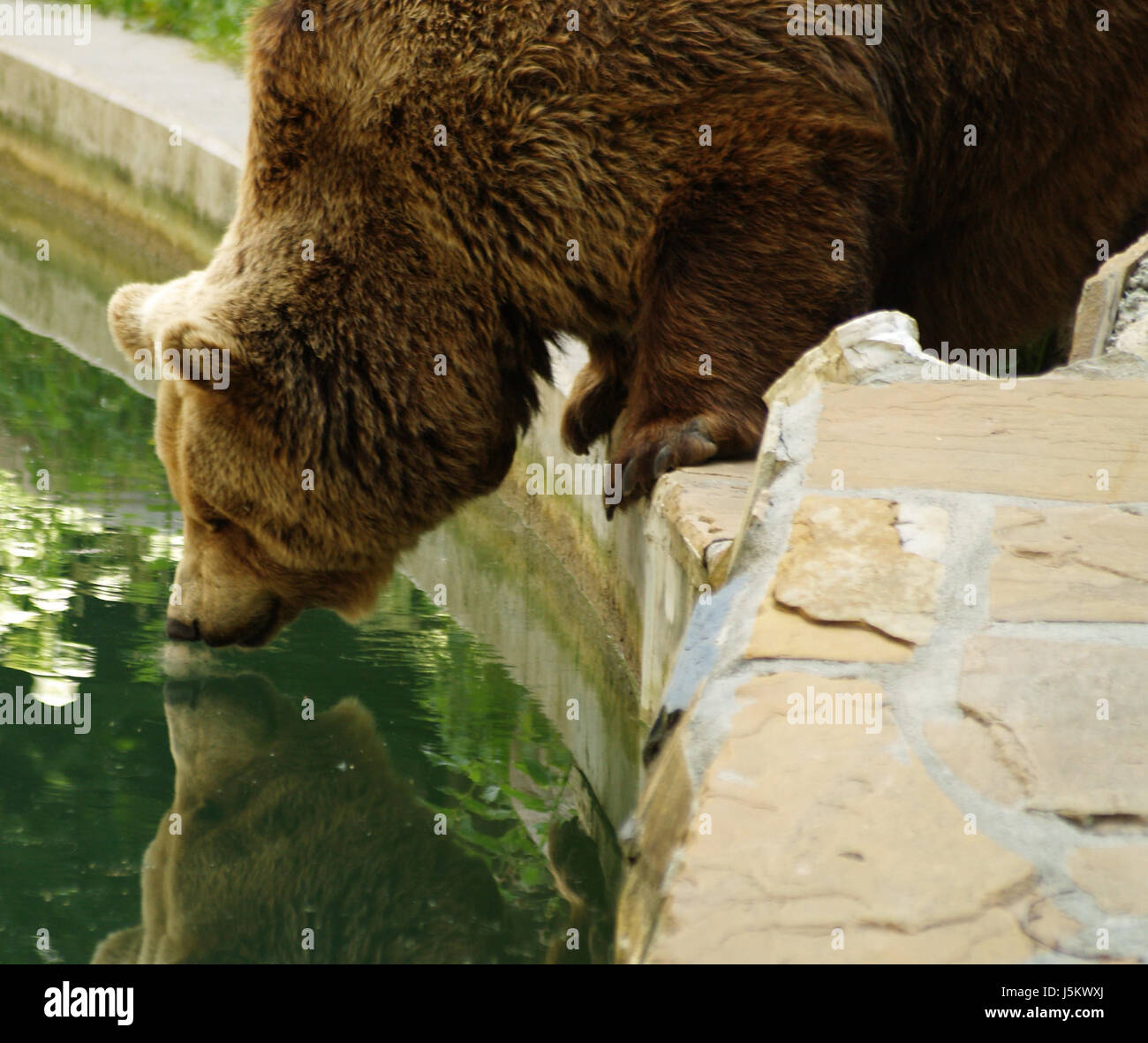 animal mammal bear look glancing see view looking peeking looking at ...