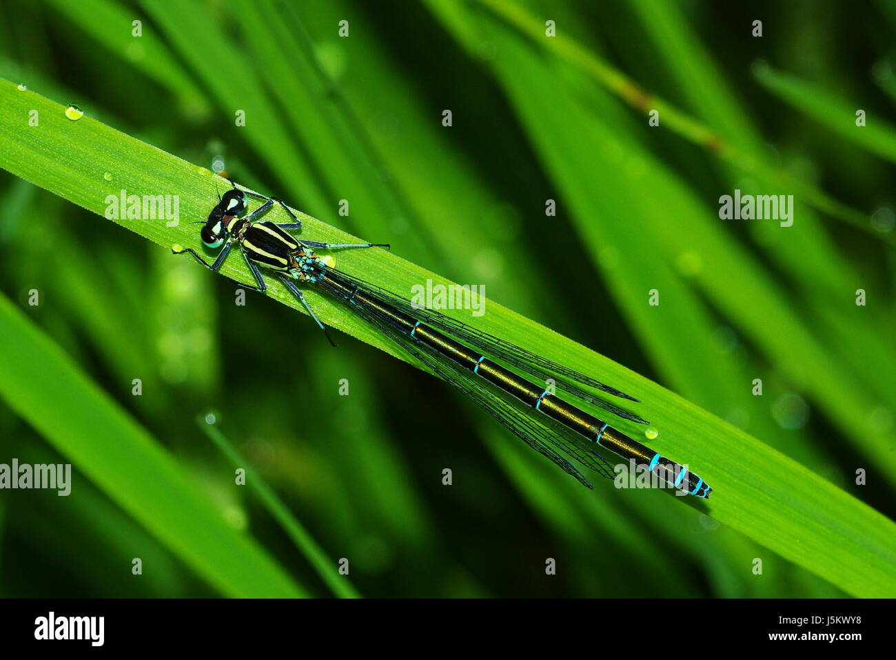 blue animal insect insects animals black swarthy jetblack deep black ...