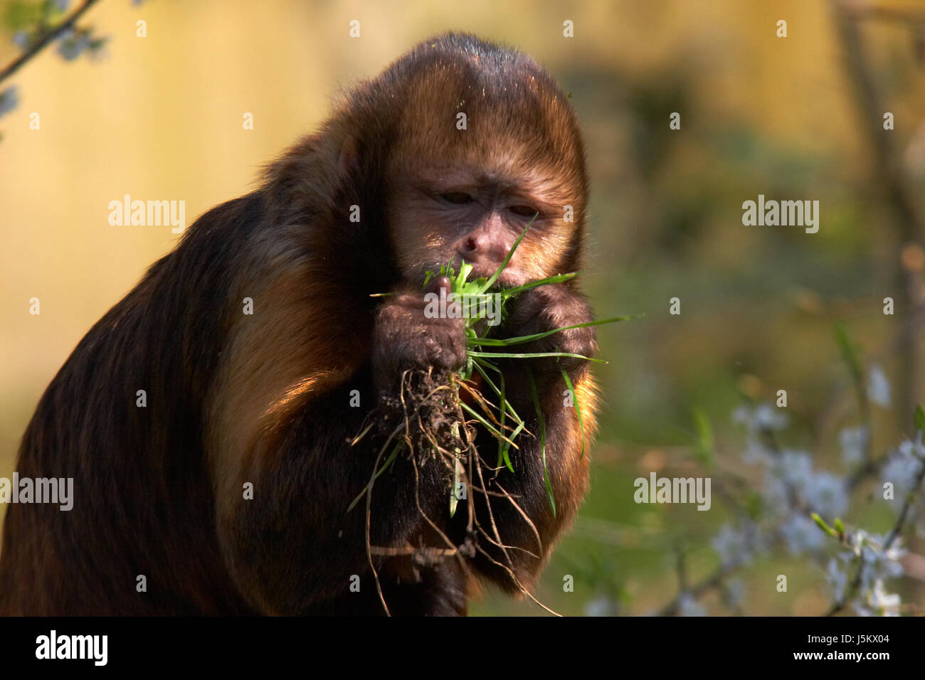 Monkey hands hi-res stock photography and images - Alamy