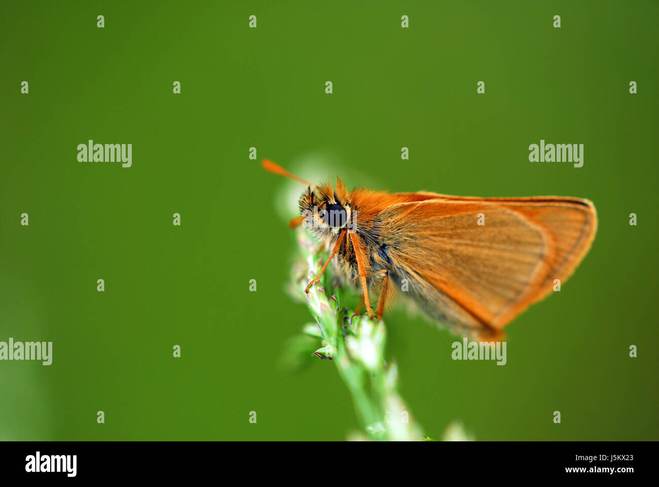 animal insect insects butterfly animals wing moth butterflies bullhead ...