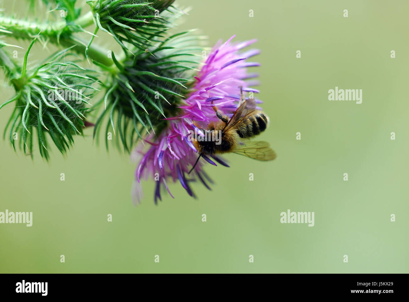 insect flower plant insects green bloom blossom flourish flourishing ...