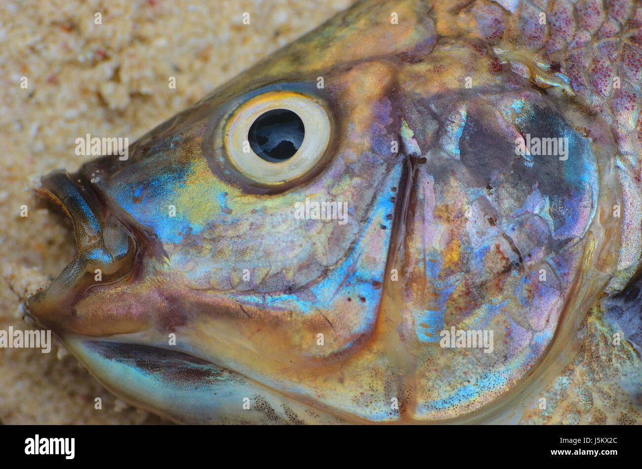 eye organ hovel gills iridescent colour fish dead colors colours fischkopf Stock Photo - Alamy