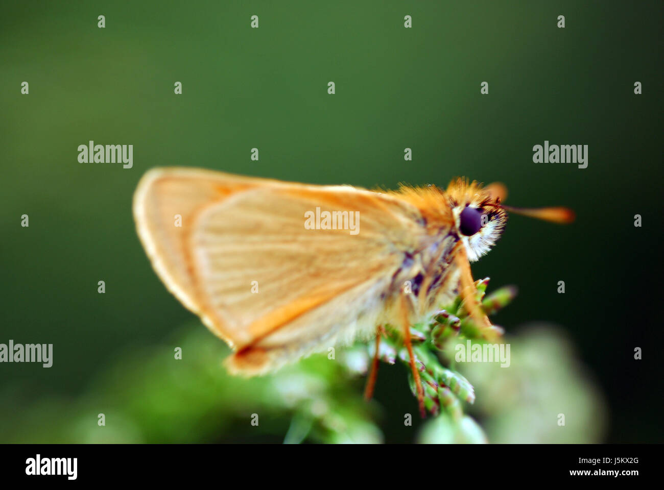 animal insect insects butterfly animals wing moth butterflies bullhead ...