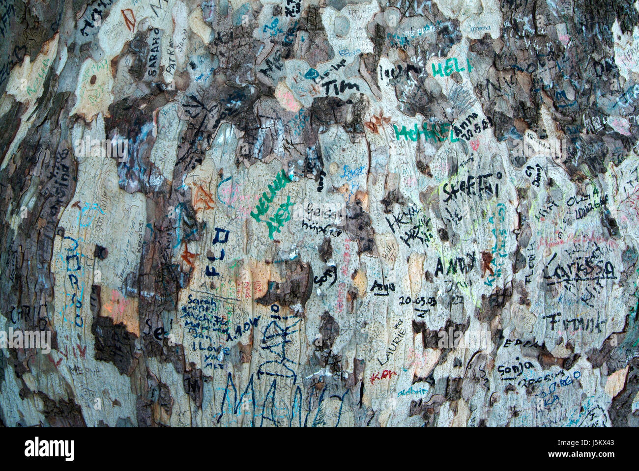 sign signal tree trunk writing font typography bark lettering timeless ...