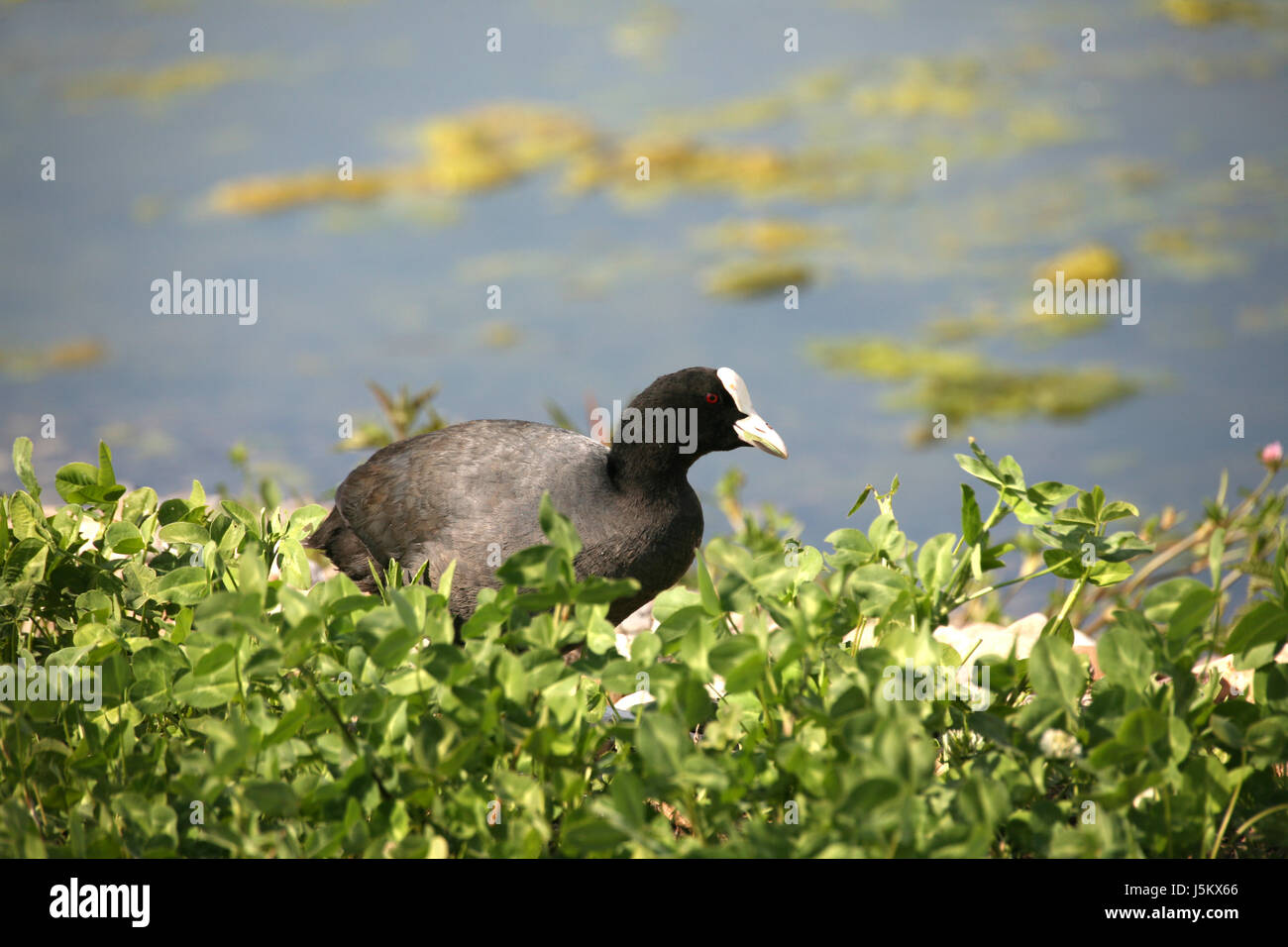 waters animal bird green birds waterfowls waterfowl bank water nature ...