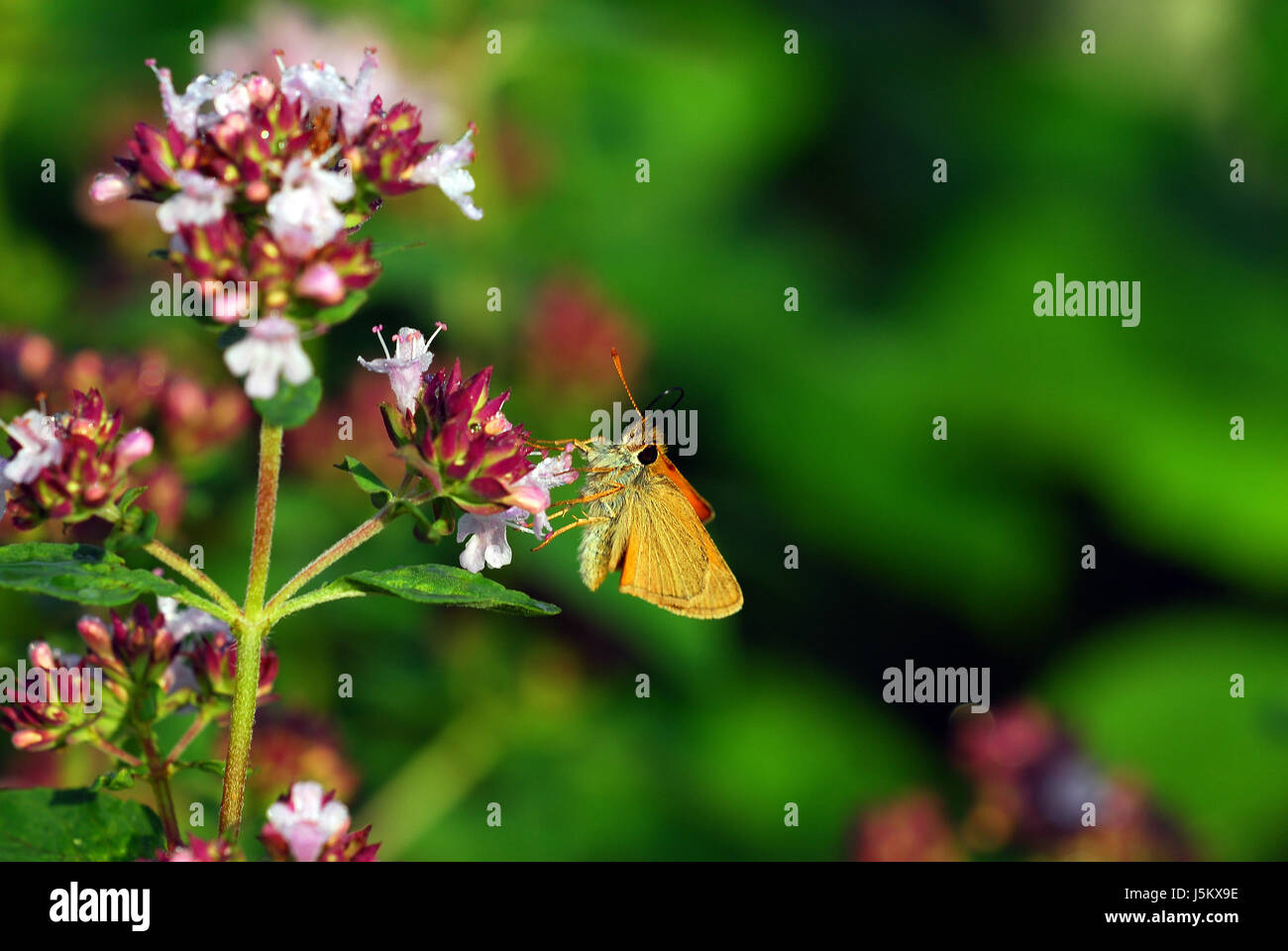 animal insect insects butterfly animals wing moth butterflies bullhead ...