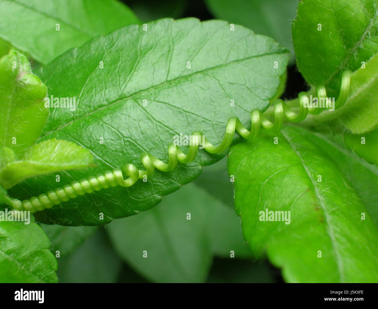 leaf connected garden green cirrus leaves spiral hedge connection ...