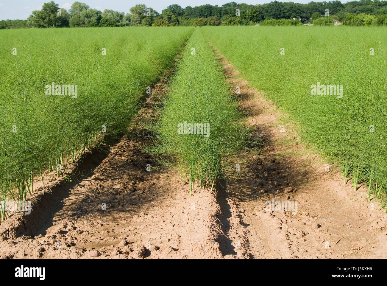green agriculture farming asparagus herb spargelkraut asparagus ...