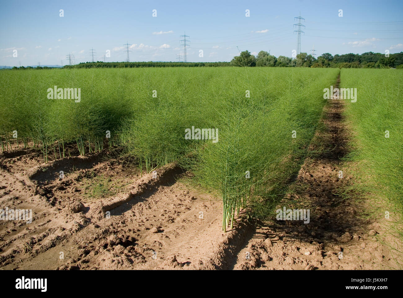 green agriculture farming asparagus herb spargelkraut asparagus ...