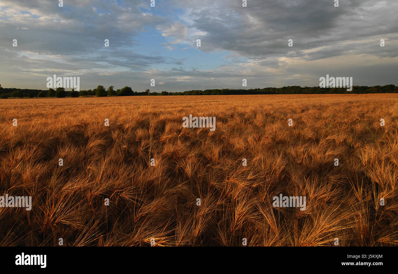 agriculture farming field evening light setting sun barley barley field ...