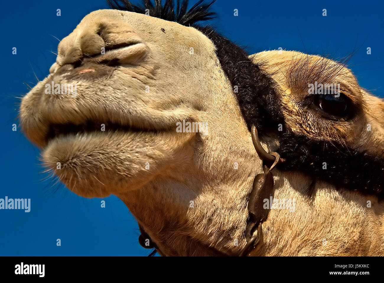 pet camel egypt animal used for riding ruminant dromedary head ...
