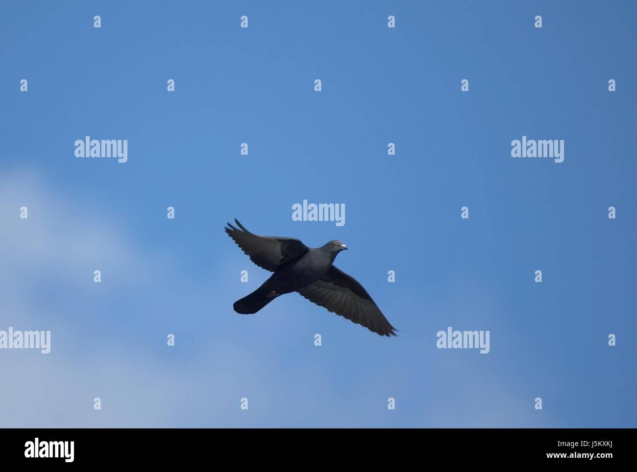blue flight bird birds wing tele wildlife pigeon spread firmament sky ...