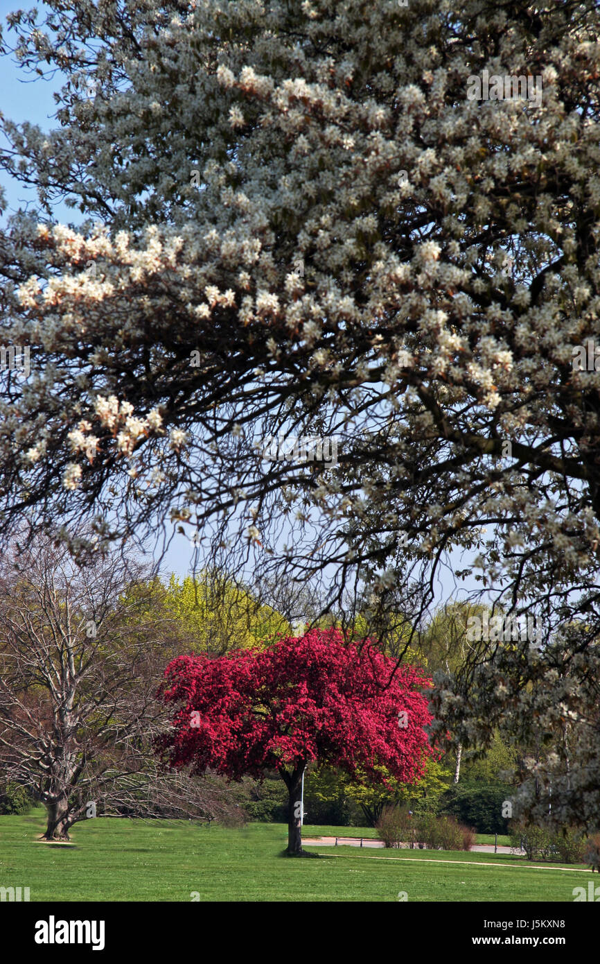 monument tree trees park plant flower flowers spring Dresden bed meadow ...