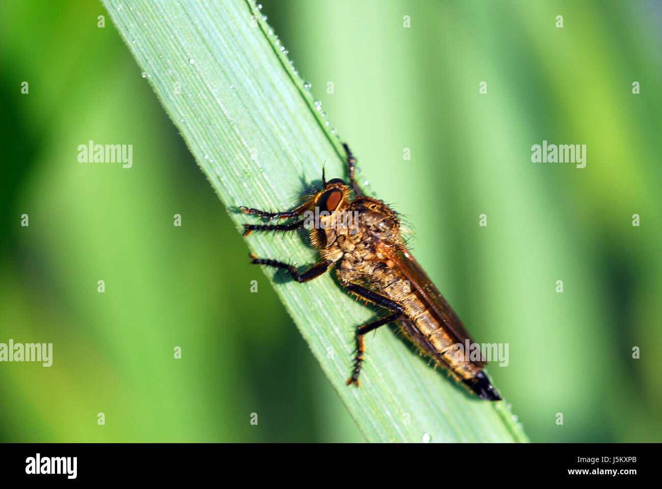 insect insects brown brownish brunette eye organ eyes fly put sitting ...