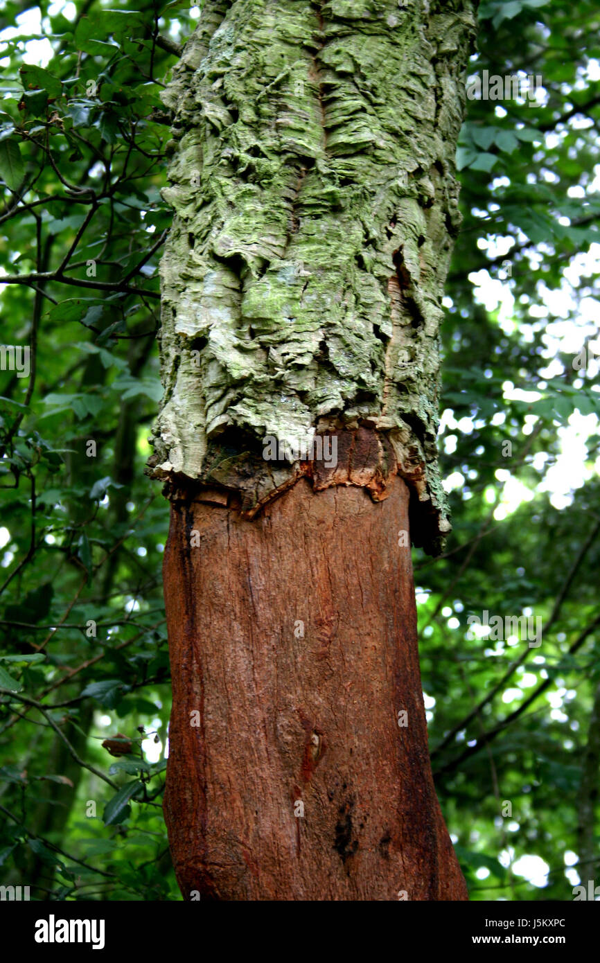 tree oak bark natural product raw material bowls cork peel cork oak ...