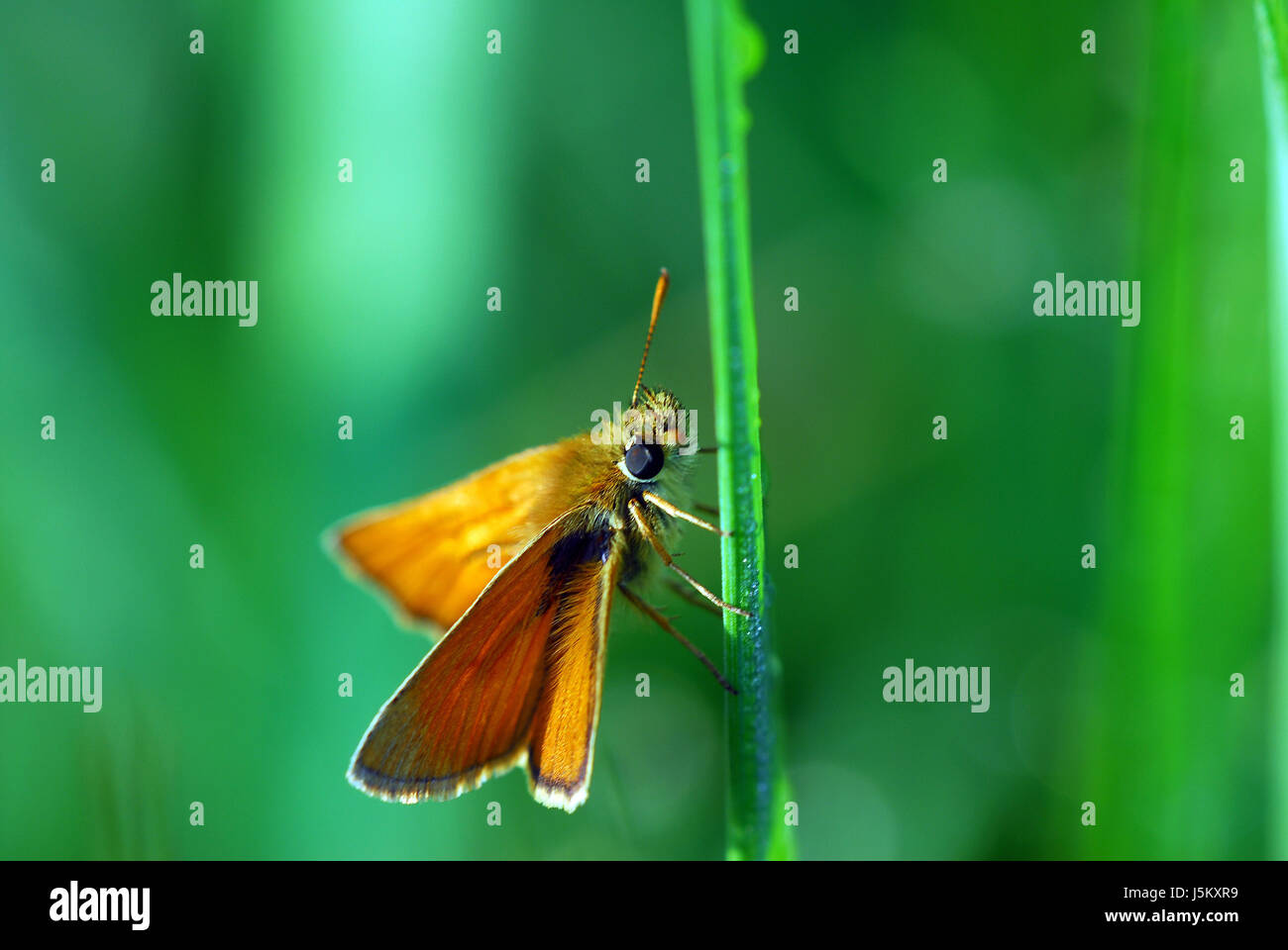 animal insect insects butterfly animals wing moth butterflies bullhead ...