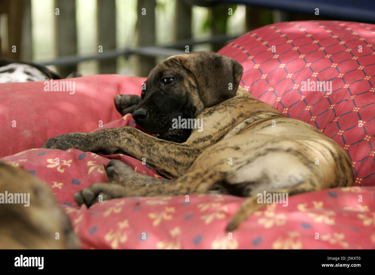 motion postponement moving movement lie lying lies dog dogs heat lazy ...