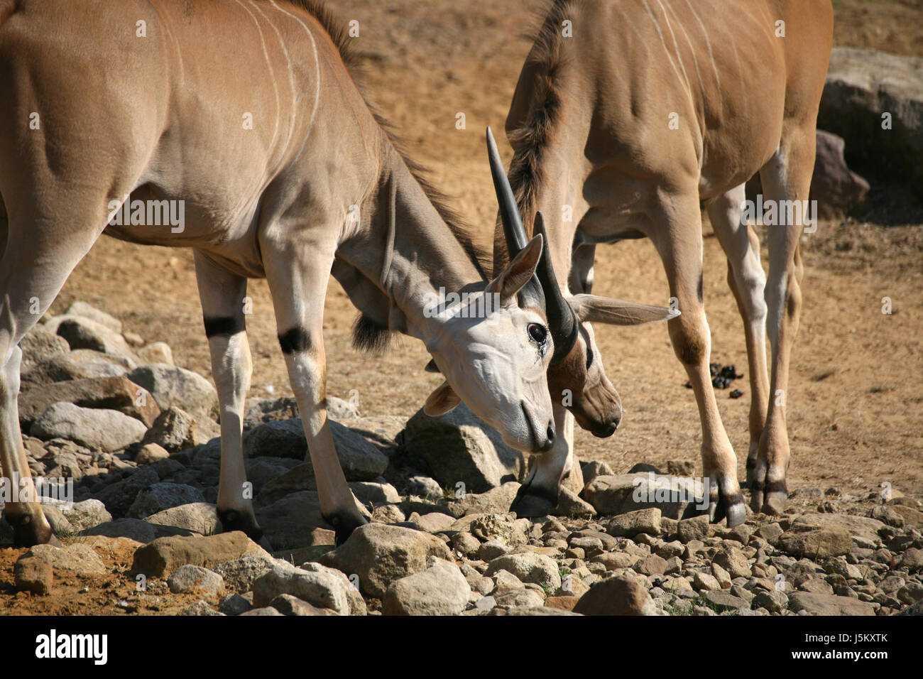 fight fighting animal mammal africa animals savannah steppe mammals ...