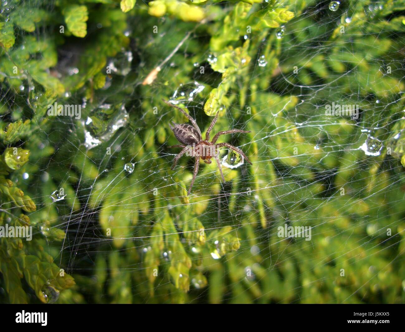 hunter spider net dewdrop hunting chase water cobweb spiders web drop ...