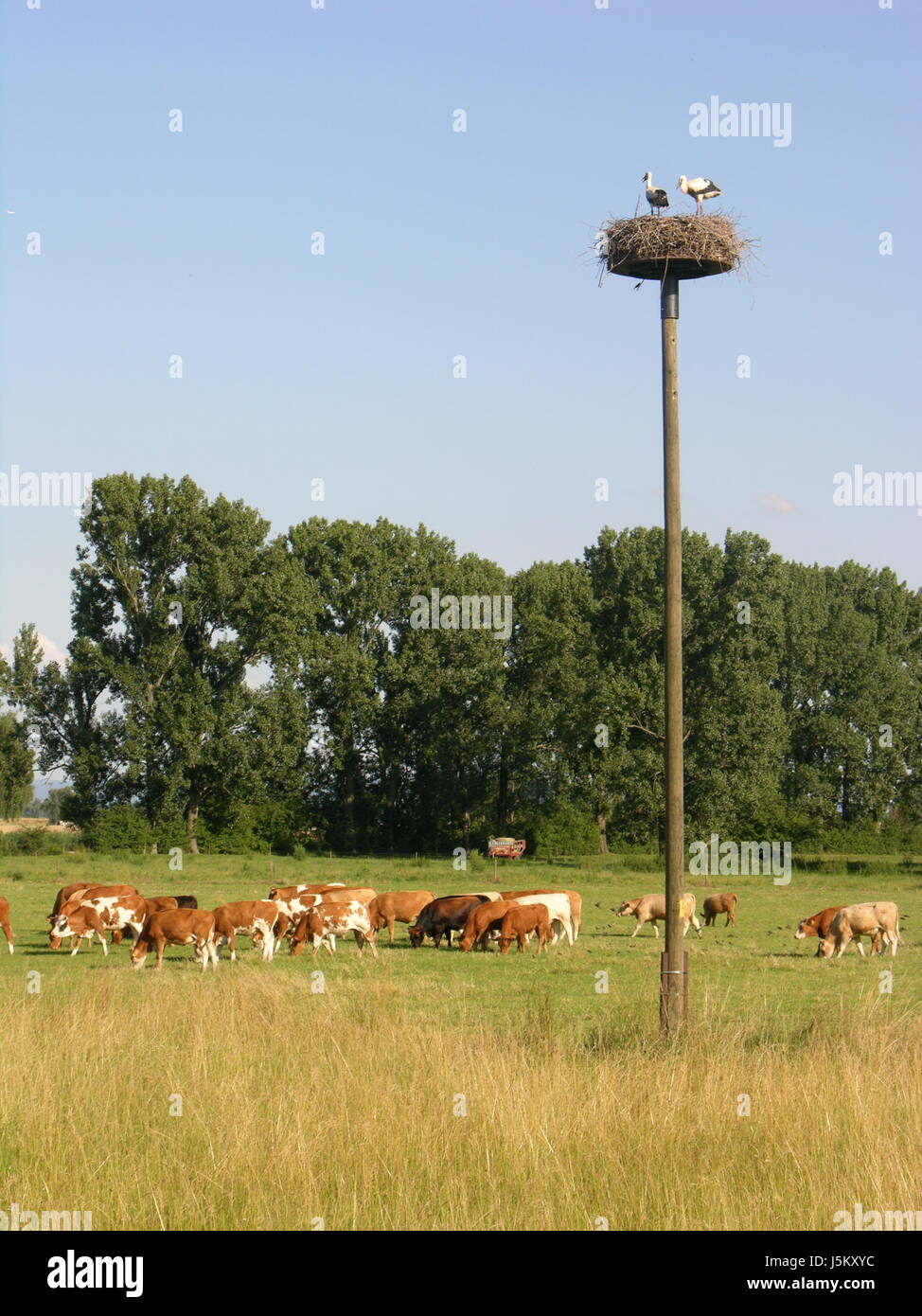 storks and cows Stock Photo - Alamy