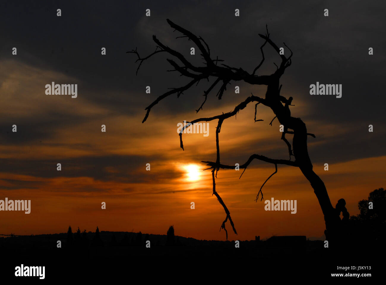 tree horizon sunset colour firmament sky colors colours red shine ...