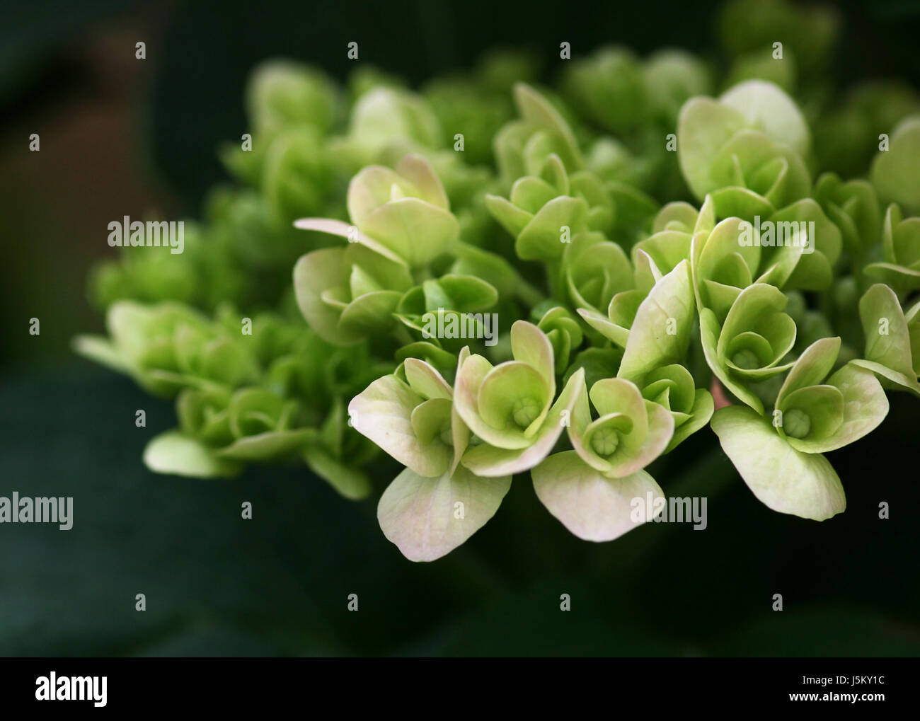 Hintergrund schrfebereich hi-res stock photography and images - Alamy