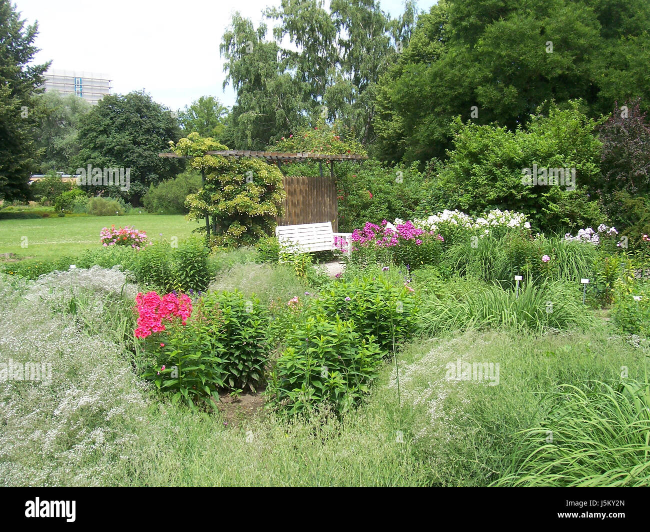 friendship tree trees park plant green coloured colourful gorgeous ...