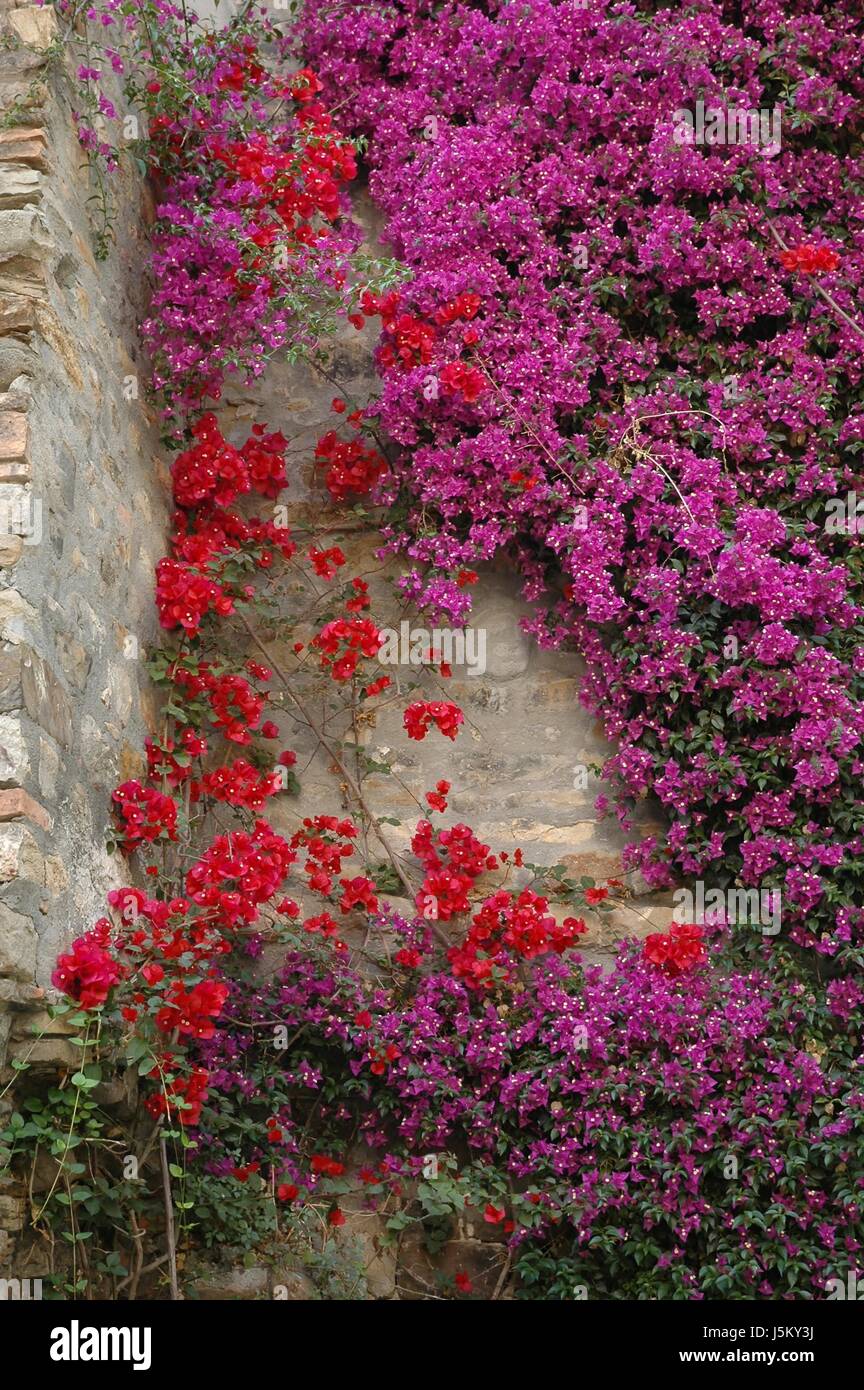 city town flower plant tourism flowers old town summer summerly ...
