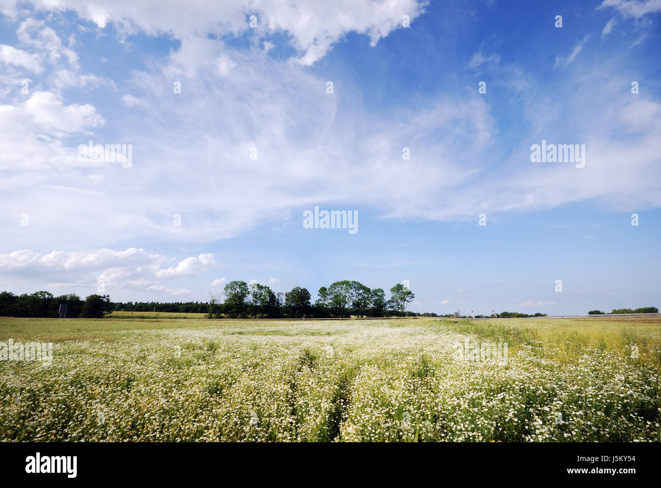 blue tree trees plant green bloom blossom flourish flourishing shine ...