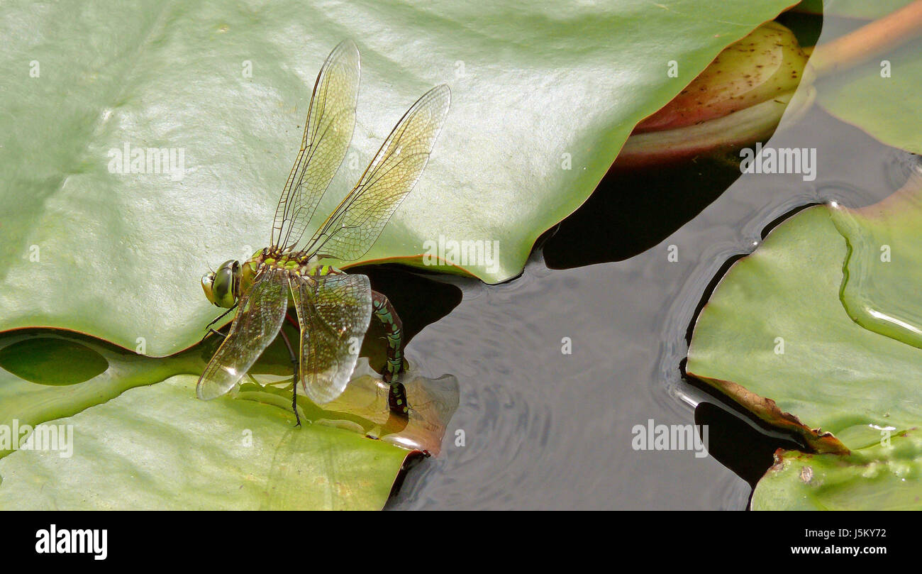 insect dragonfly biotop fresh water water water lily habitat pond ...