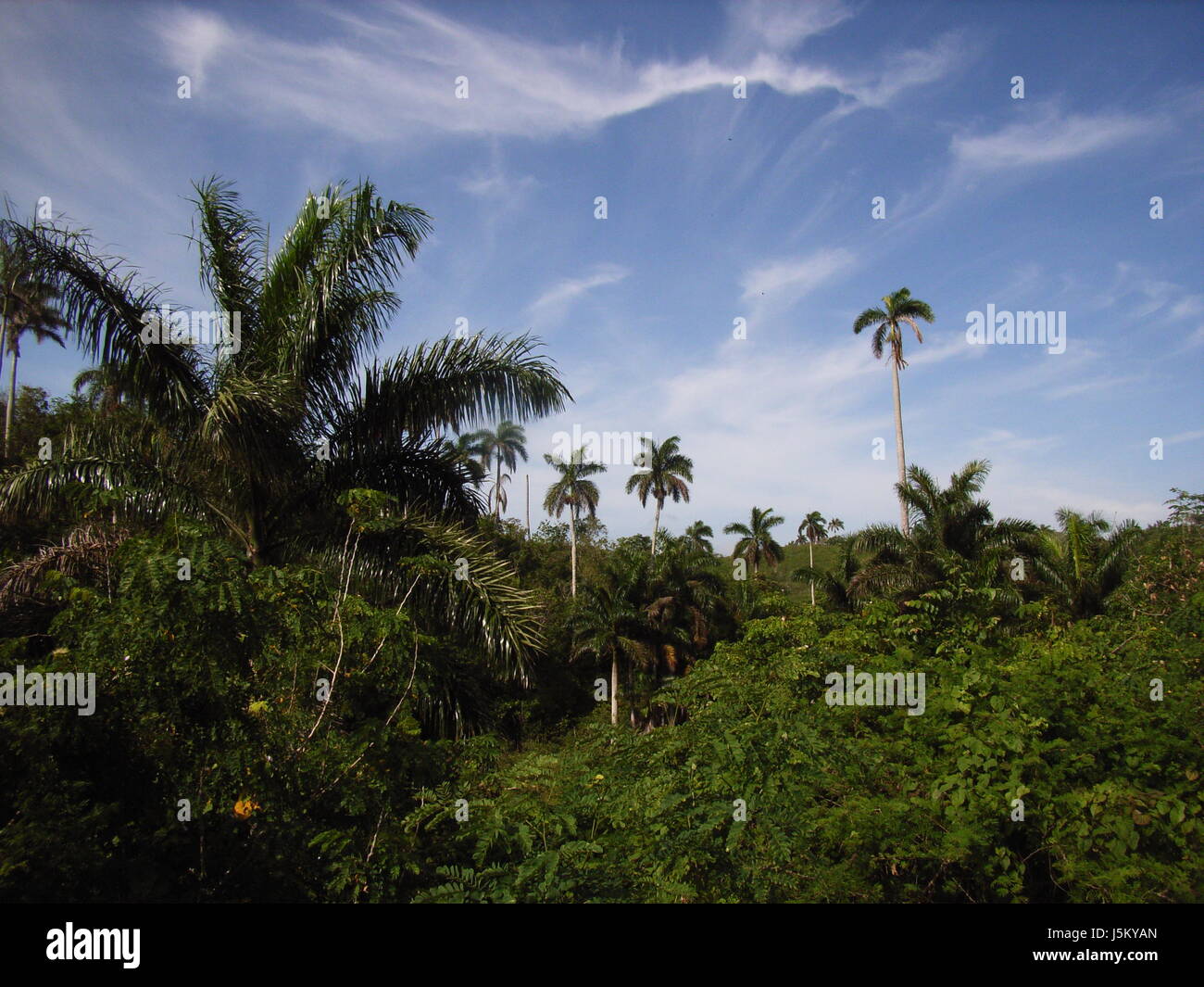 tree trees conservation of nature virgin forest central america jungle ...