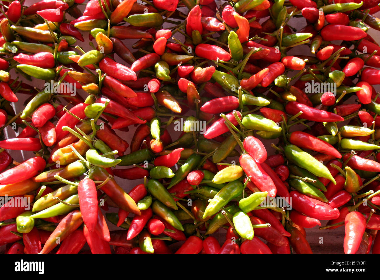 vitamins vitamines agriculture farming spicy red peppers paprika ...
